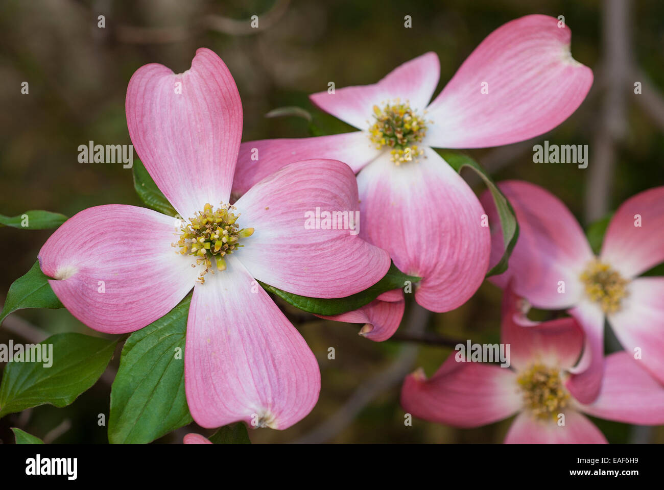 Pink dogwood in bloom Stock Photo - Alamy