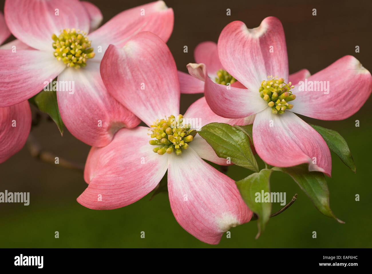 Dogwood leaves spring hi-res stock photography and images - Alamy