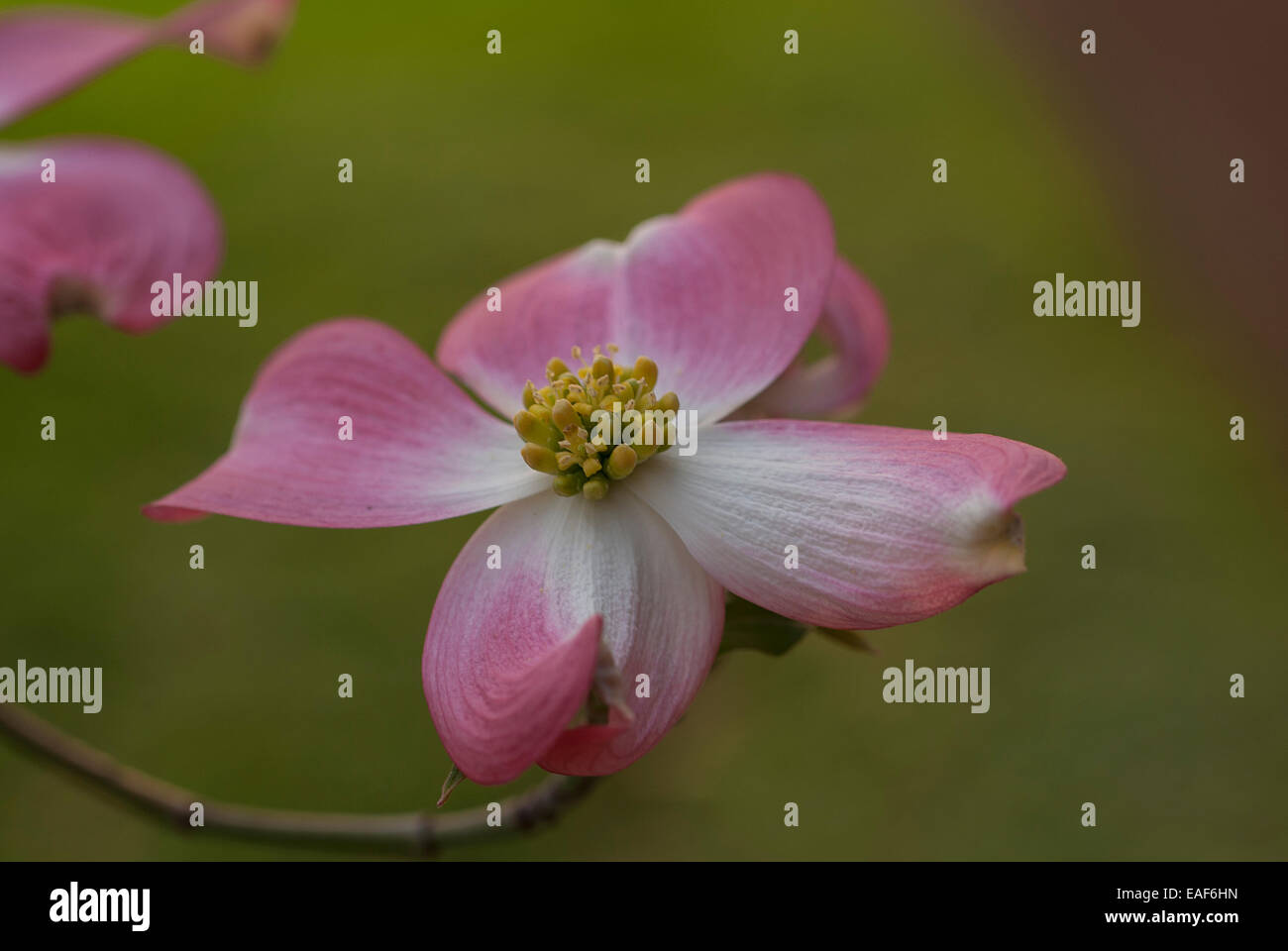 Pink dogwood in bloom Stock Photo - Alamy
