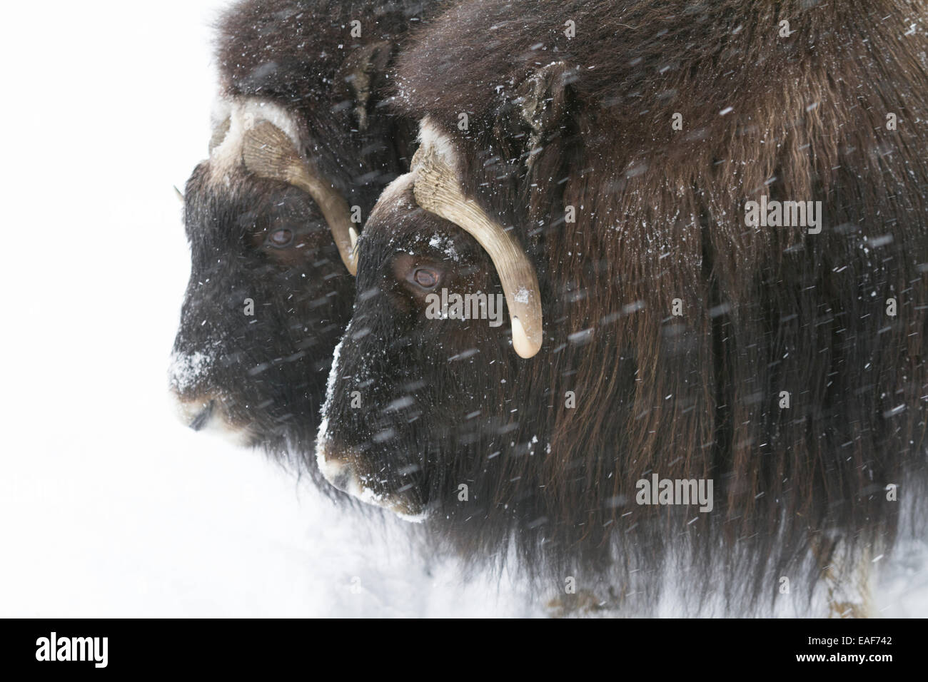 Musk ox side view hi-res stock photography and images - Alamy