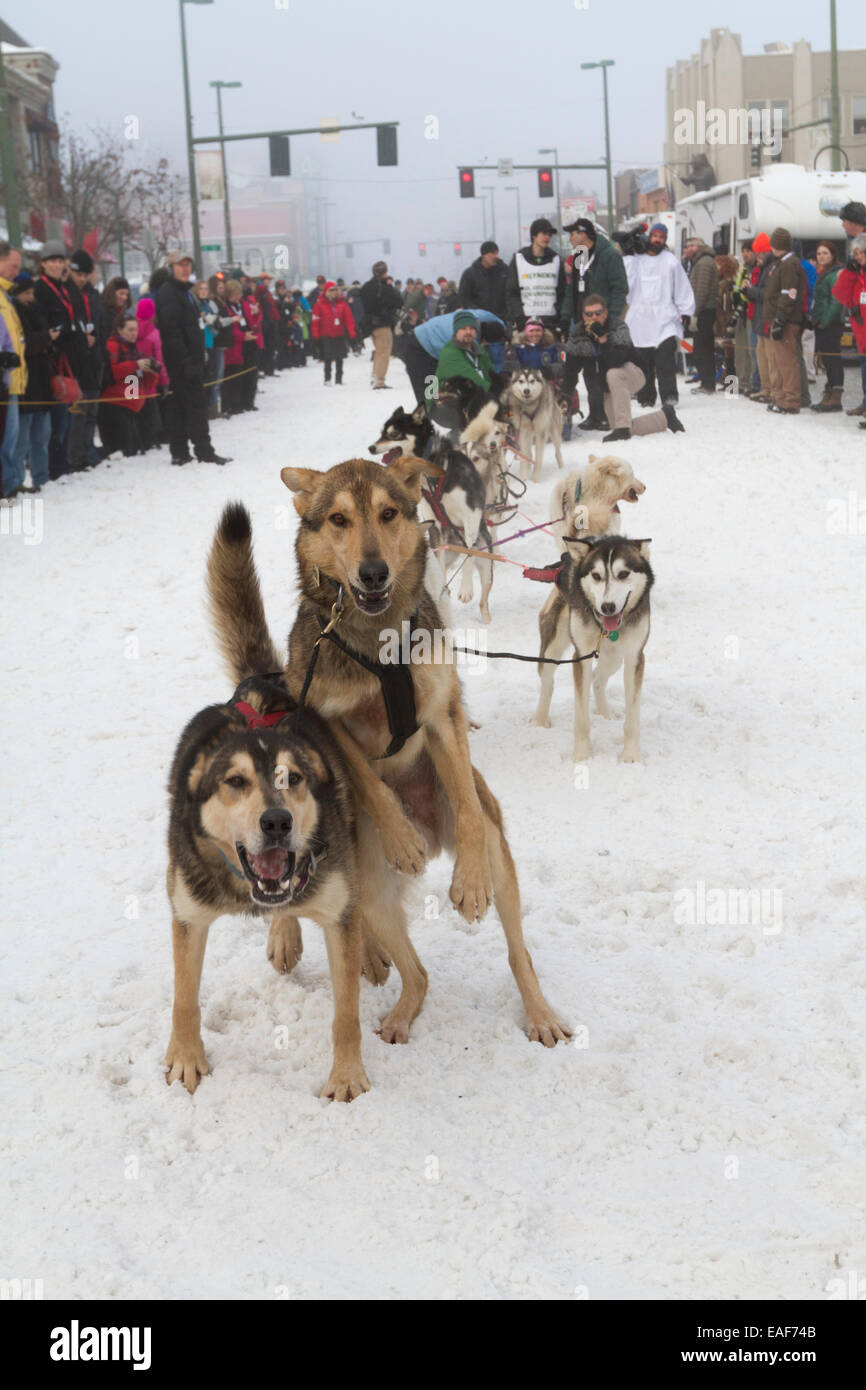 Husky,Alaska,Sled Dog,iditarod race Stock Photo - Alamy