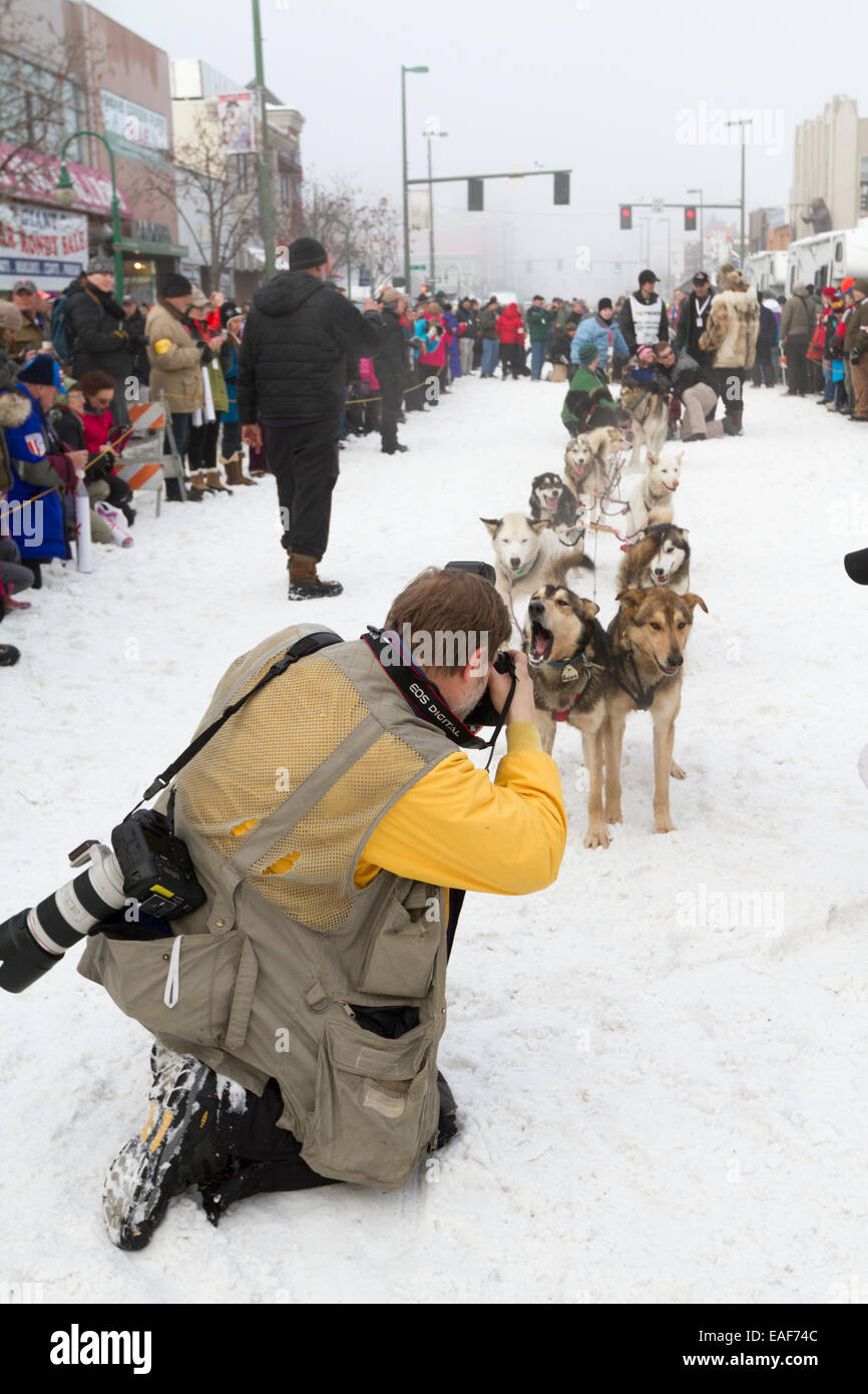 Husky,Alaska,Sled Dog,iditarod race Stock Photo - Alamy