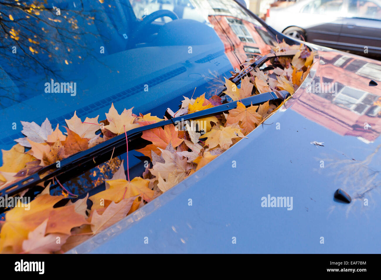 Fall Foliage Car