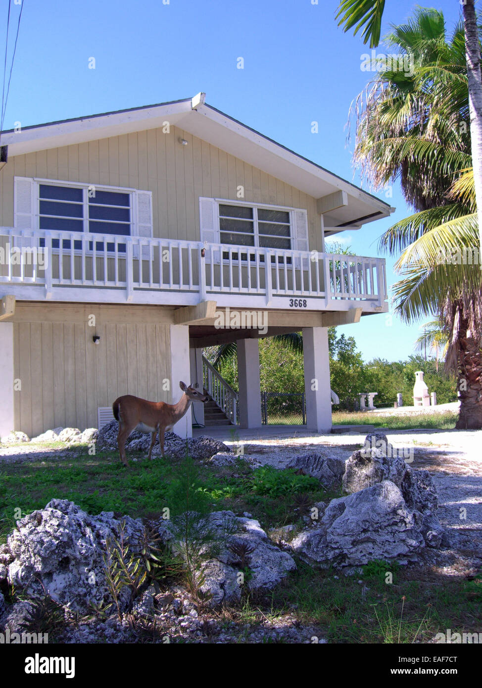 Deer house hi-res stock photography and images - Alamy