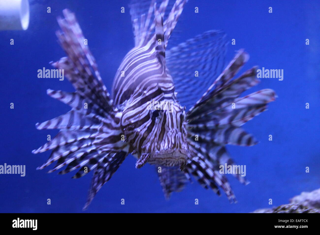 Lionfish in tank Stock Photo - Alamy