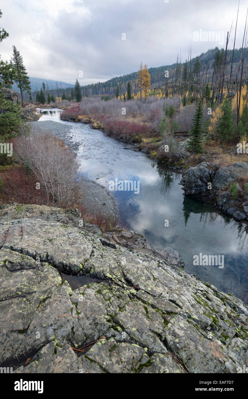 Larch trees in fall color along the Imnaha River in Oregon's Wallowa ...