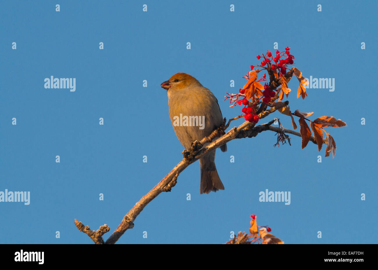 Alaska,Mountain Ash,Pine Grosbeak Stock Photo - Alamy