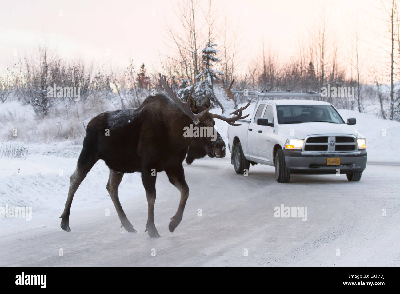 Moose and car hi-res stock photography and images - Alamy
