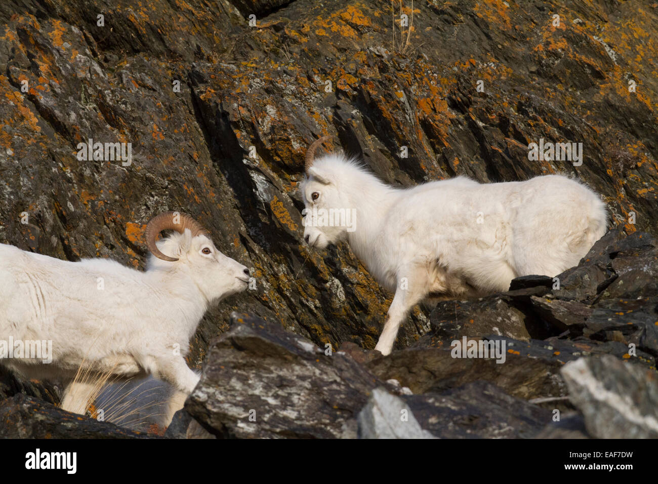 A Dall Sheep ram and ewe in the Chugach Mountains during rutting season ...