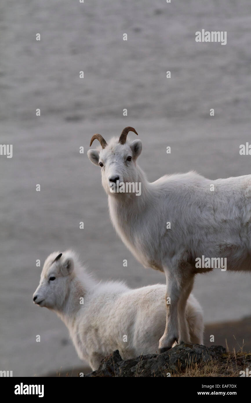 Alaska dall sheep hi-res stock photography and images - Alamy