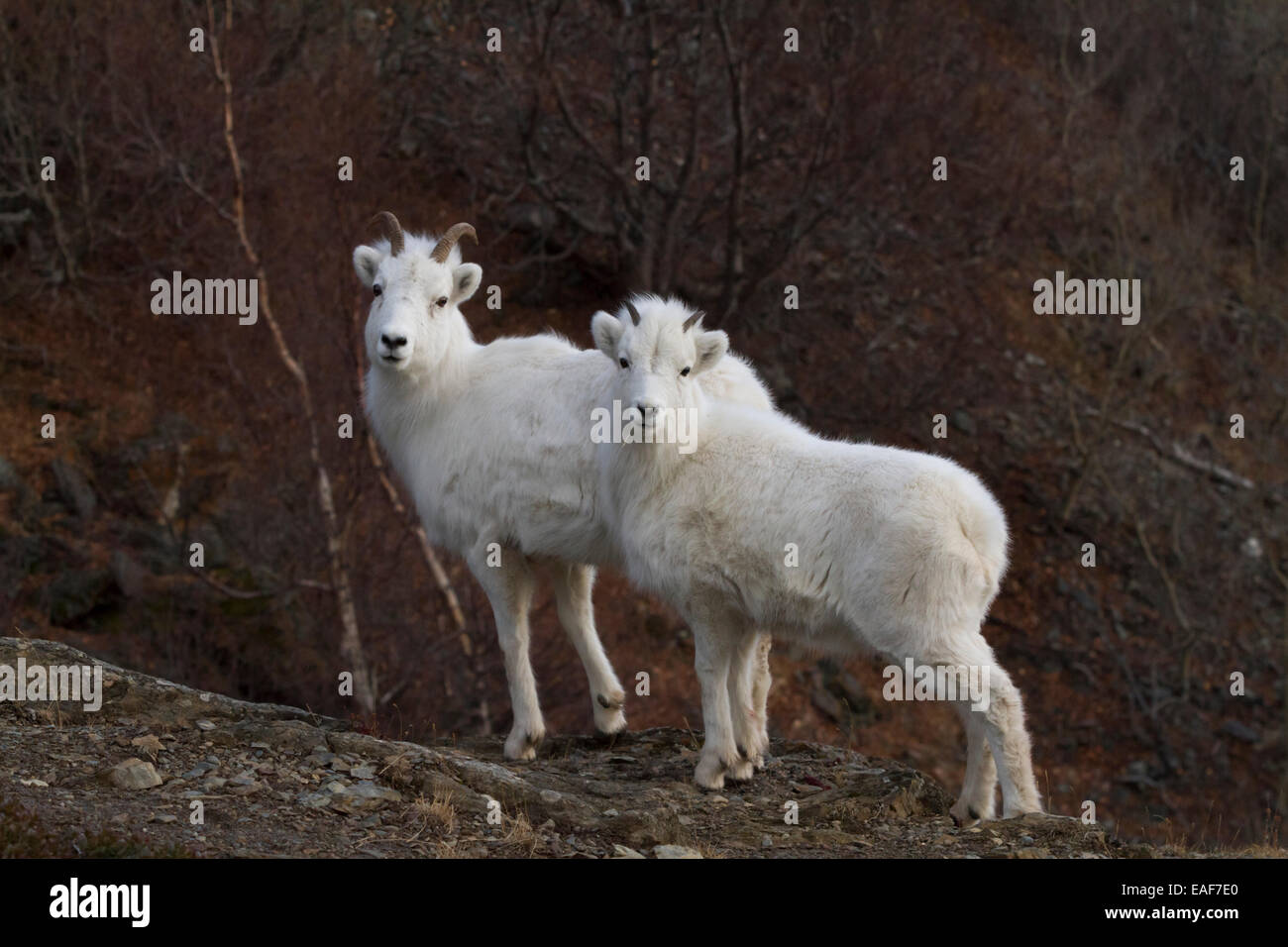 Alaska dall hi-res stock photography and images - Alamy