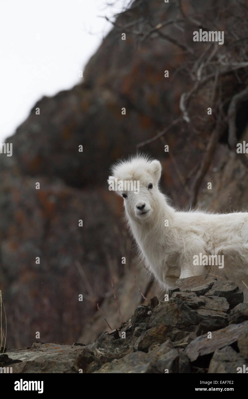 An inquisitive Dall sheep lamb looks down from the rocks in the Chugach ...