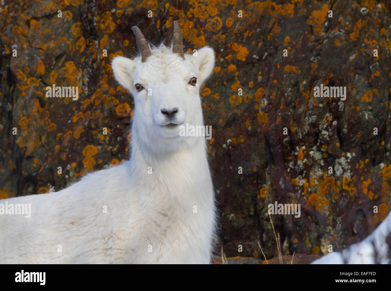 Dall sheep chugach hi-res stock photography and images - Alamy