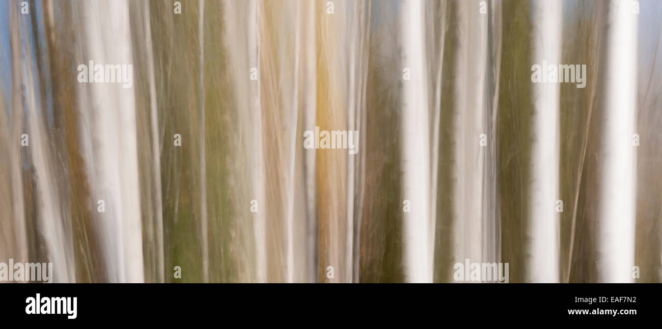 Motion blur of Quaking Aspen, Populus tremuloides, Banff National Park ...