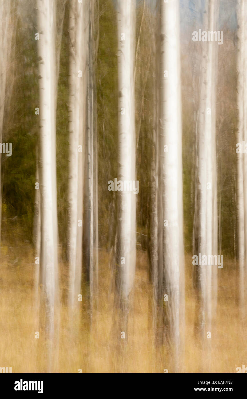 Motion blur of Quaking Aspen, Populus tremuloides, Banff National Park ...
