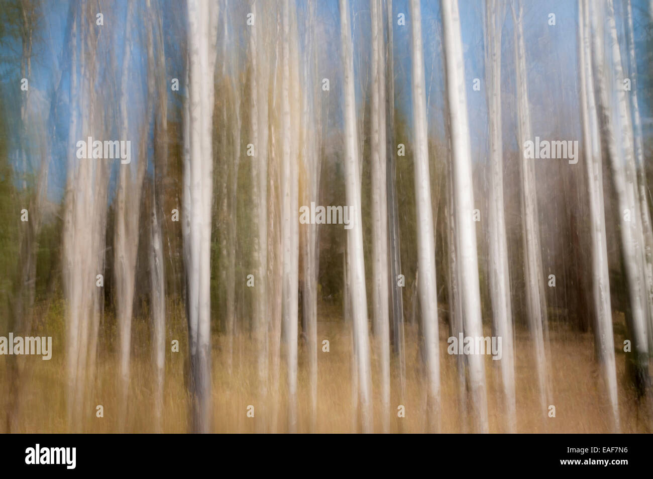 Motion blur of Quaking Aspen, Populus tremuloides, Banff National Park ...