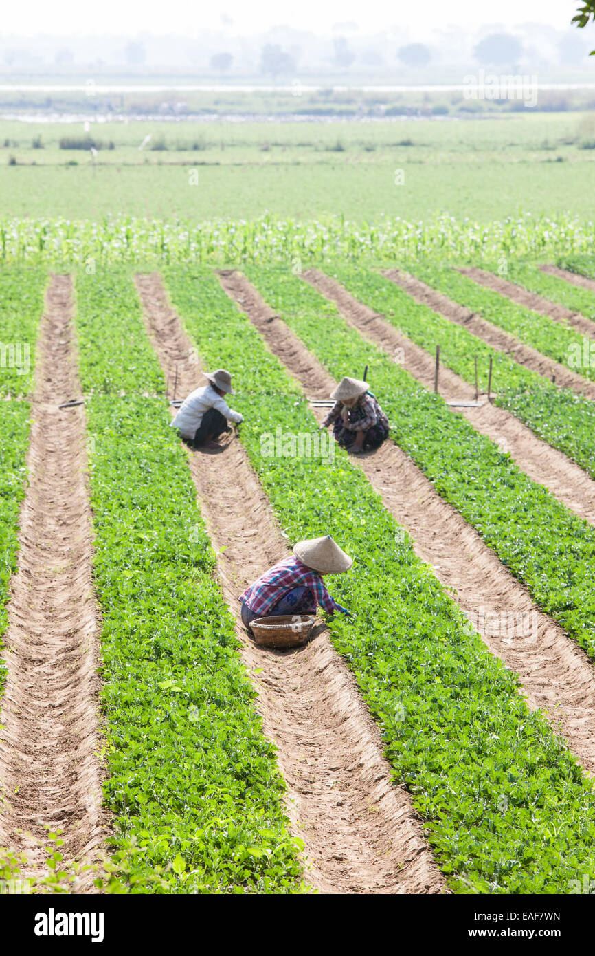 Plants in a vegetable plantation in neat rows in a rural location on ...