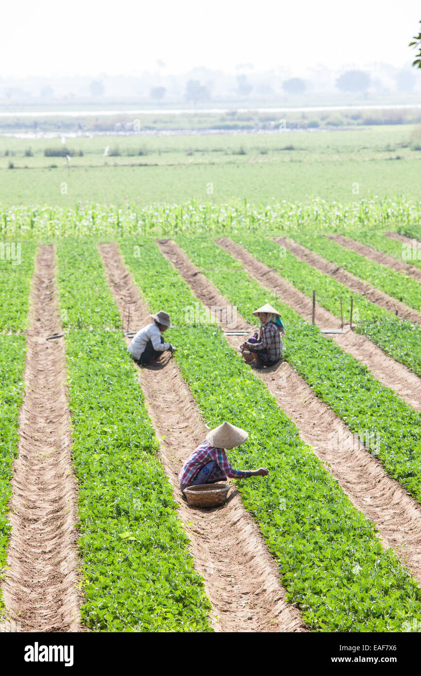 Plants in a vegetable plantation in neat rows in a rural location on ...
