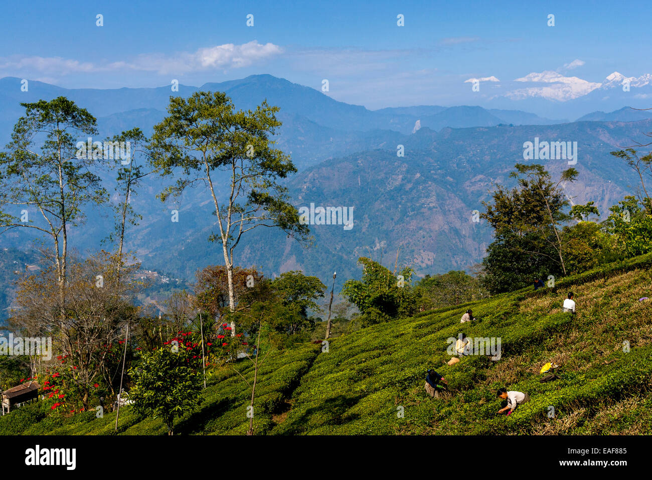 Tukvar darjeeling hi-res stock photography and images - Alamy