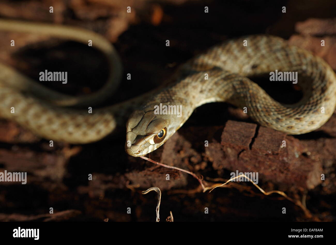 Wild Malpolon monspessulanus snake in a tree trunk Stock Photo - Alamy