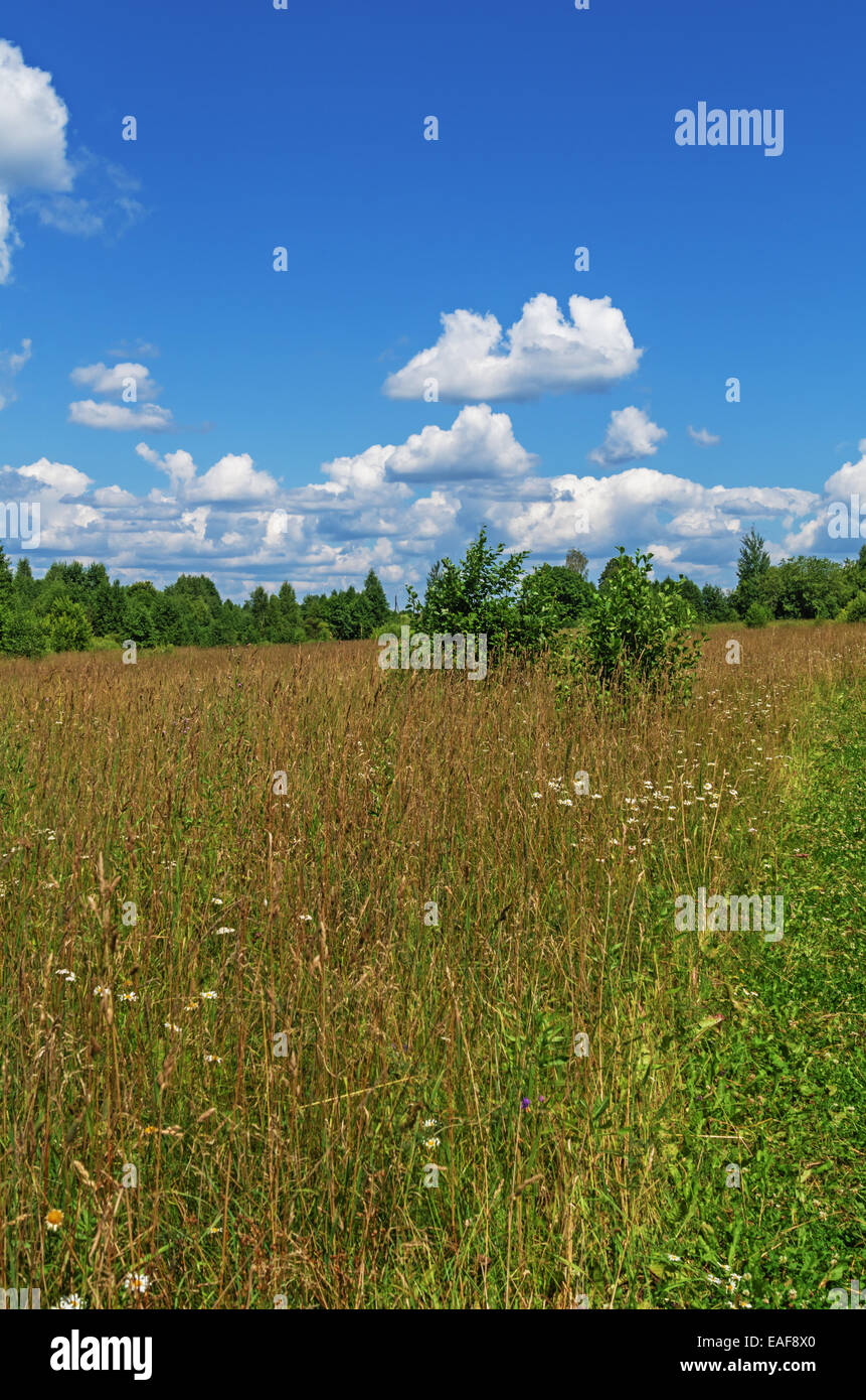 Sunny day in cutting meadow. Dry grass and green bushes Stock Photo - Alamy