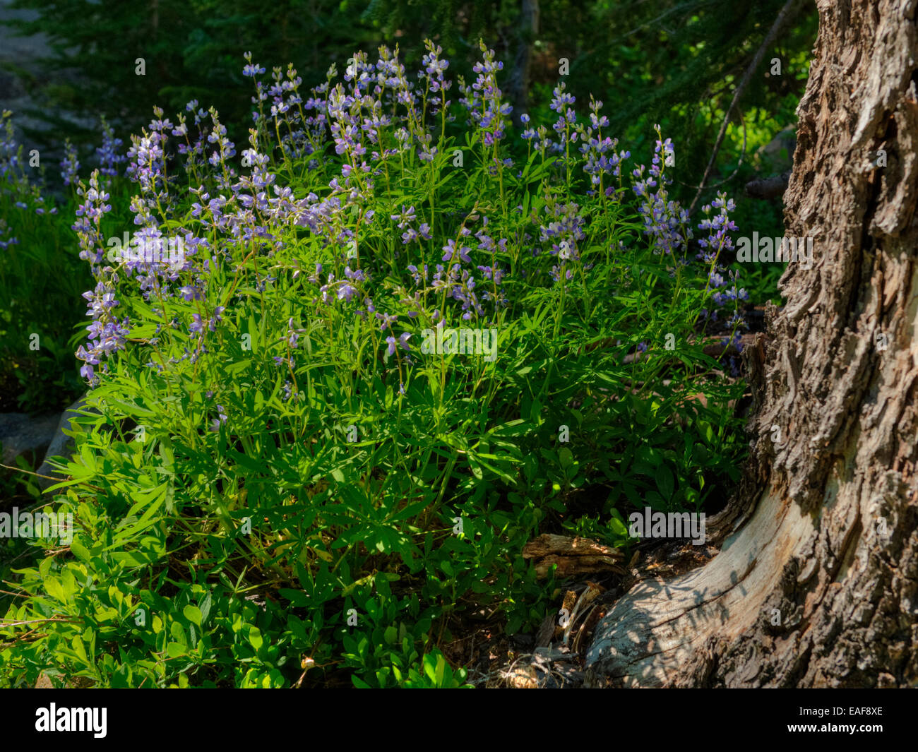 A bunch of Lupine (genus Lupinus, species unknown) next to a Douglas ...