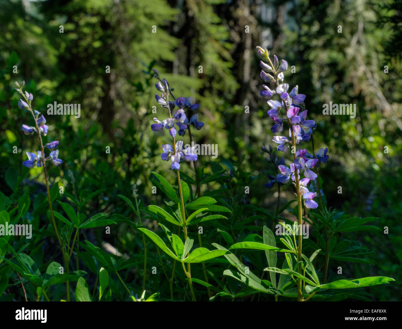 Lupines (exact species unknown) growing near the Cascade Crest in ...