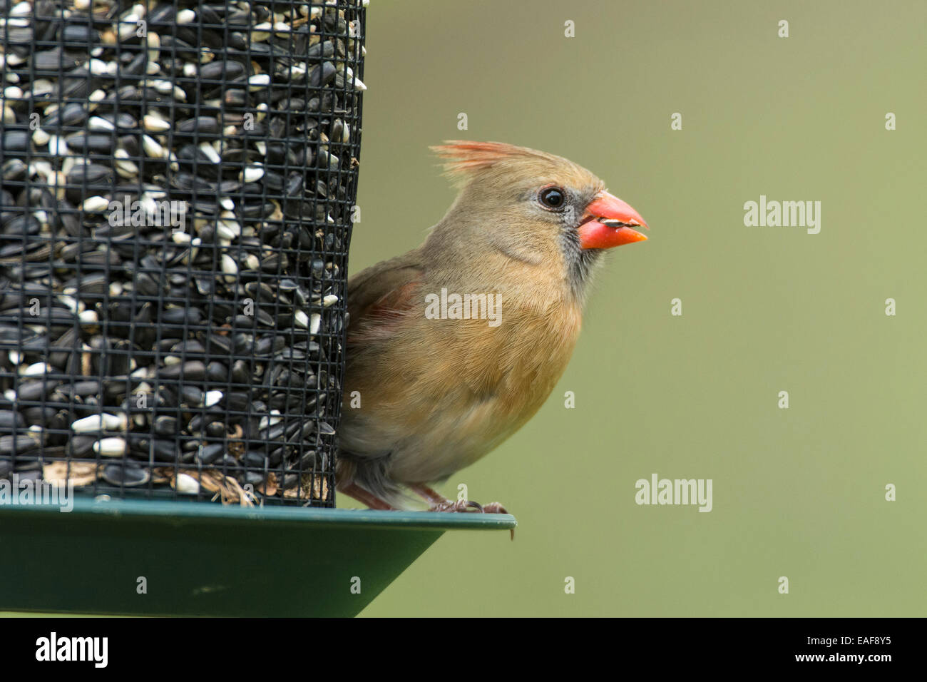 Female Northern Cardinal perched on seed feeder Stock Photo - Alamy