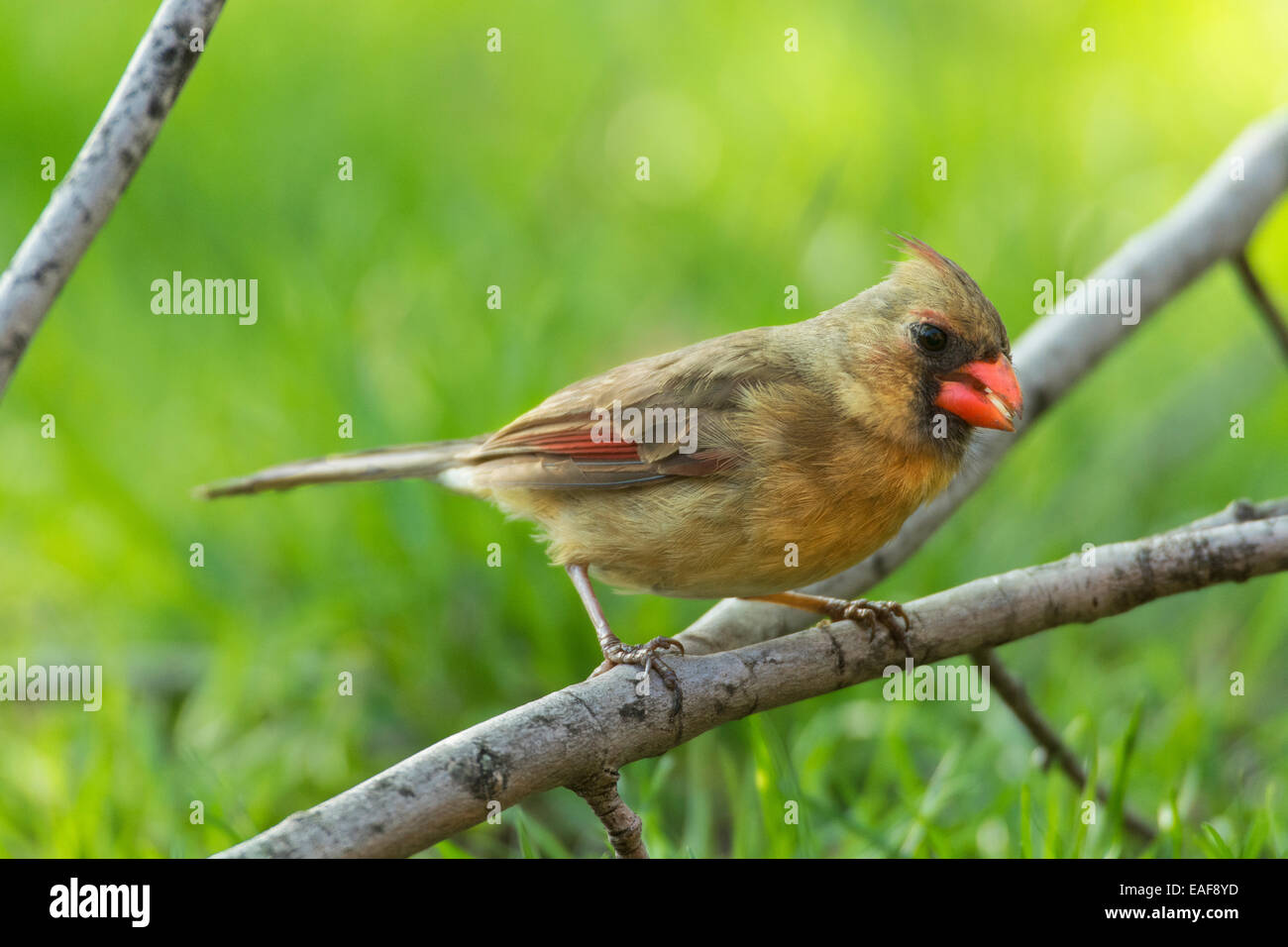 Female Northern Cardinal perched on tree limb Stock Photo - Alamy