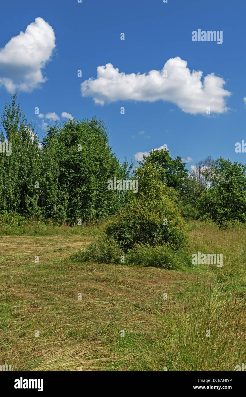 Sunny day in cutting meadow. Dry grass and green bushes Stock Photo - Alamy