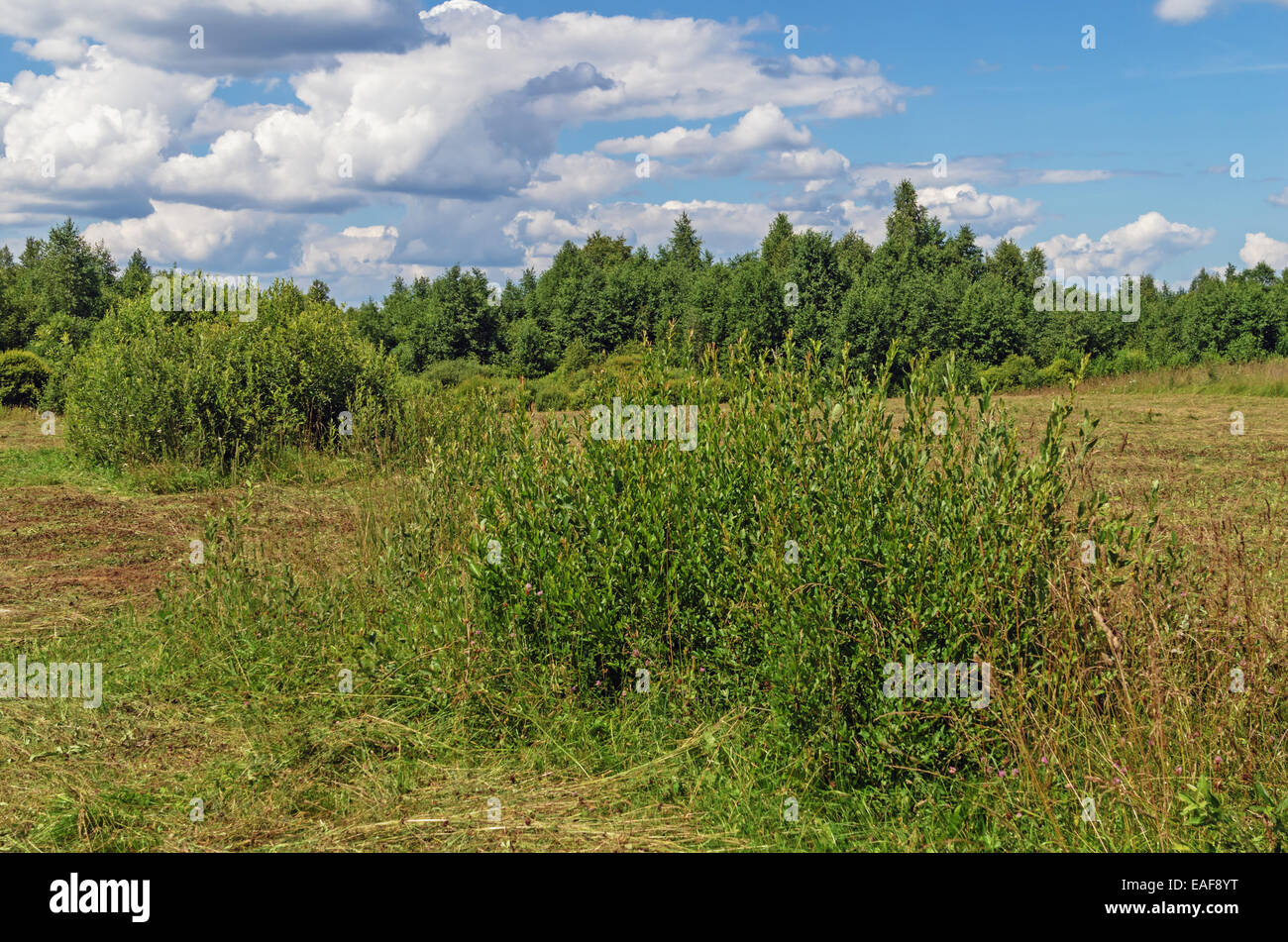 Sunny day in cutting meadow. Dry grass and green bushes Stock Photo - Alamy