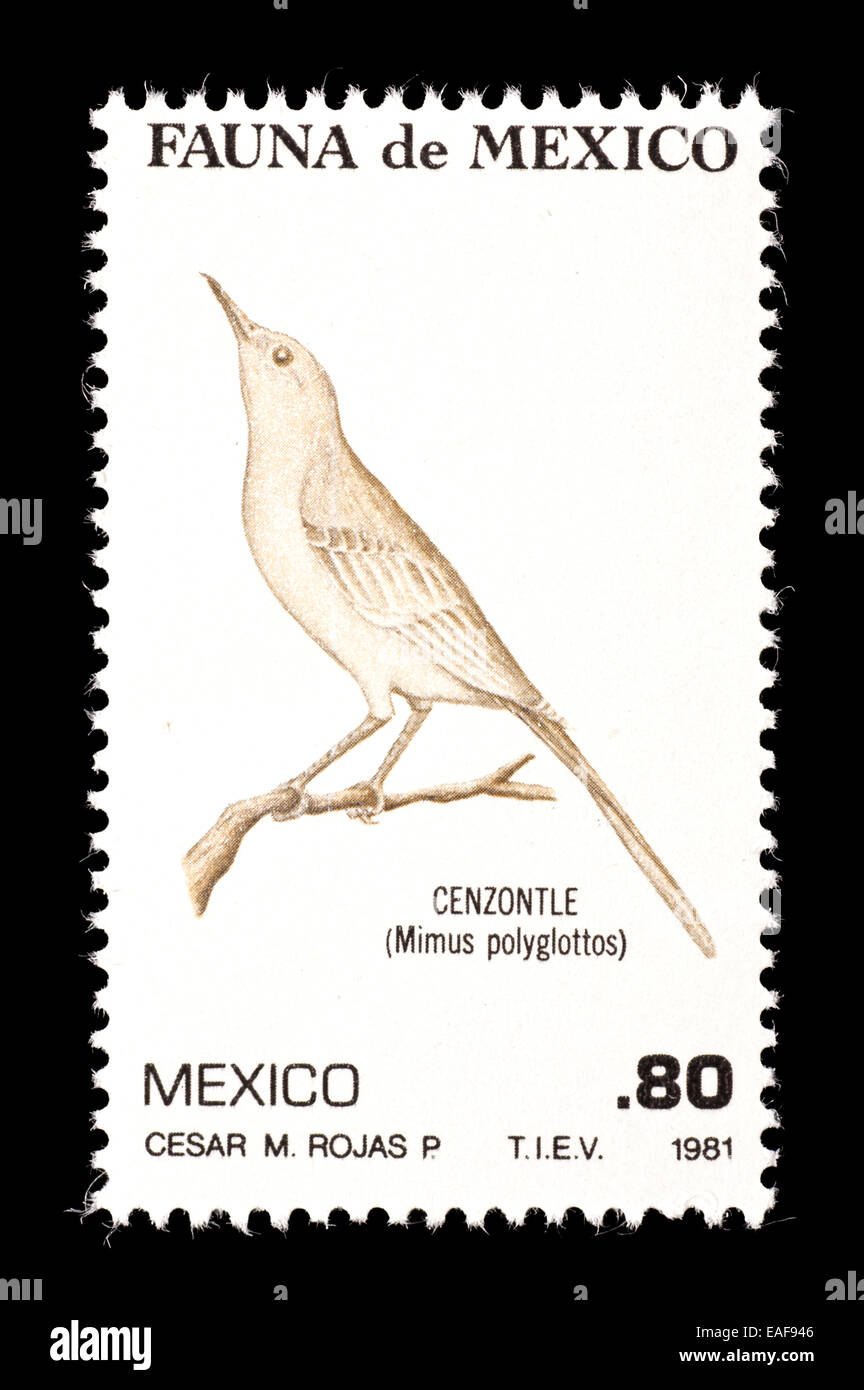 Postage stamp from Mexico depicting northern mockingbird (Mimus ...