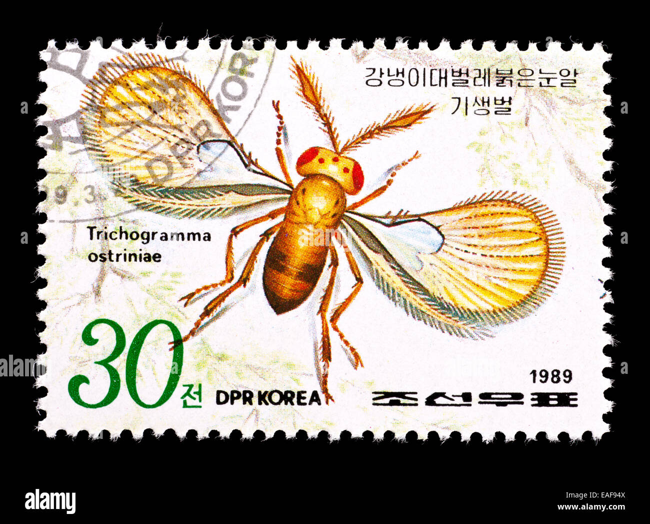 Trichogramma Life Cycle