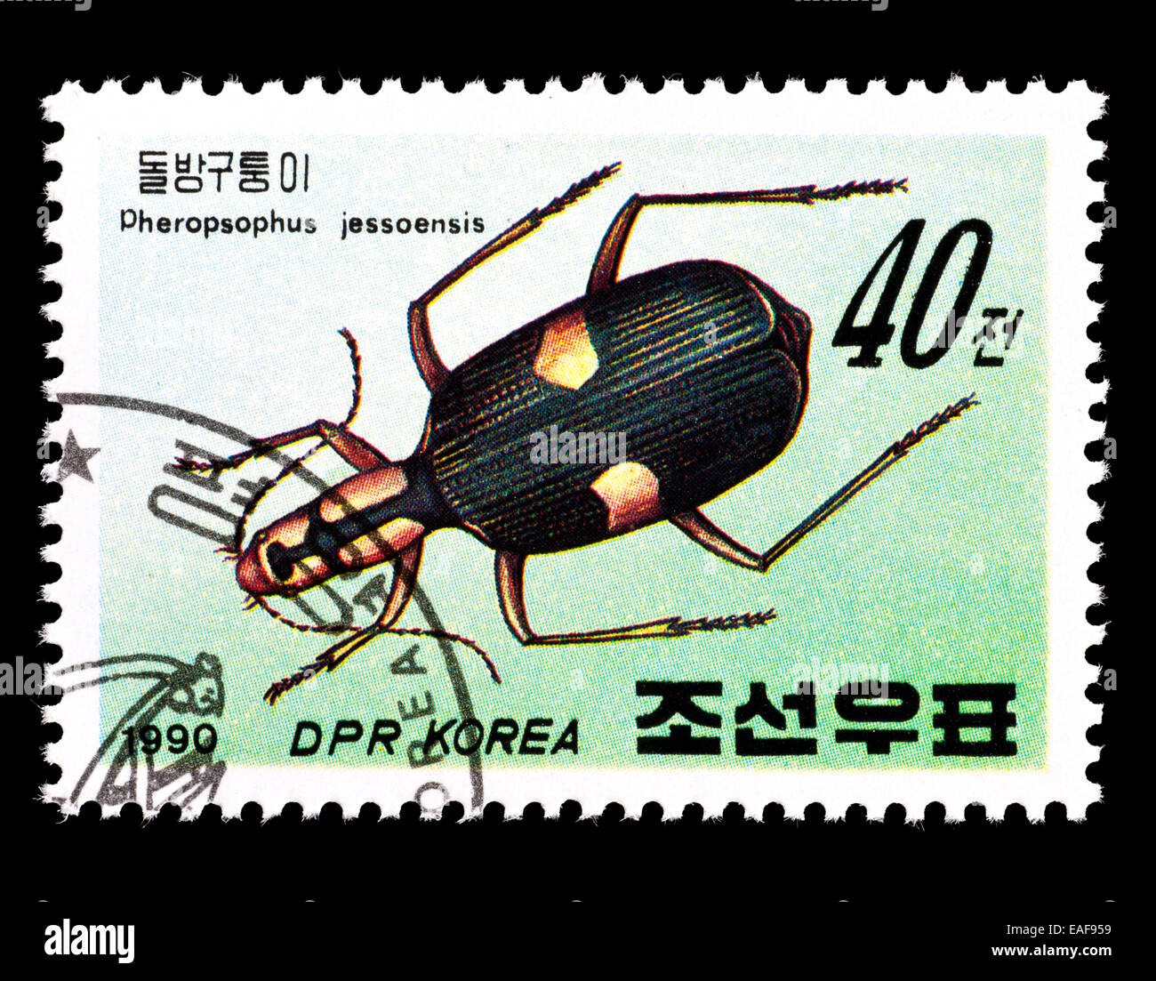 Pheropsophus jessoensis beetle hi-res stock photography and images - Alamy