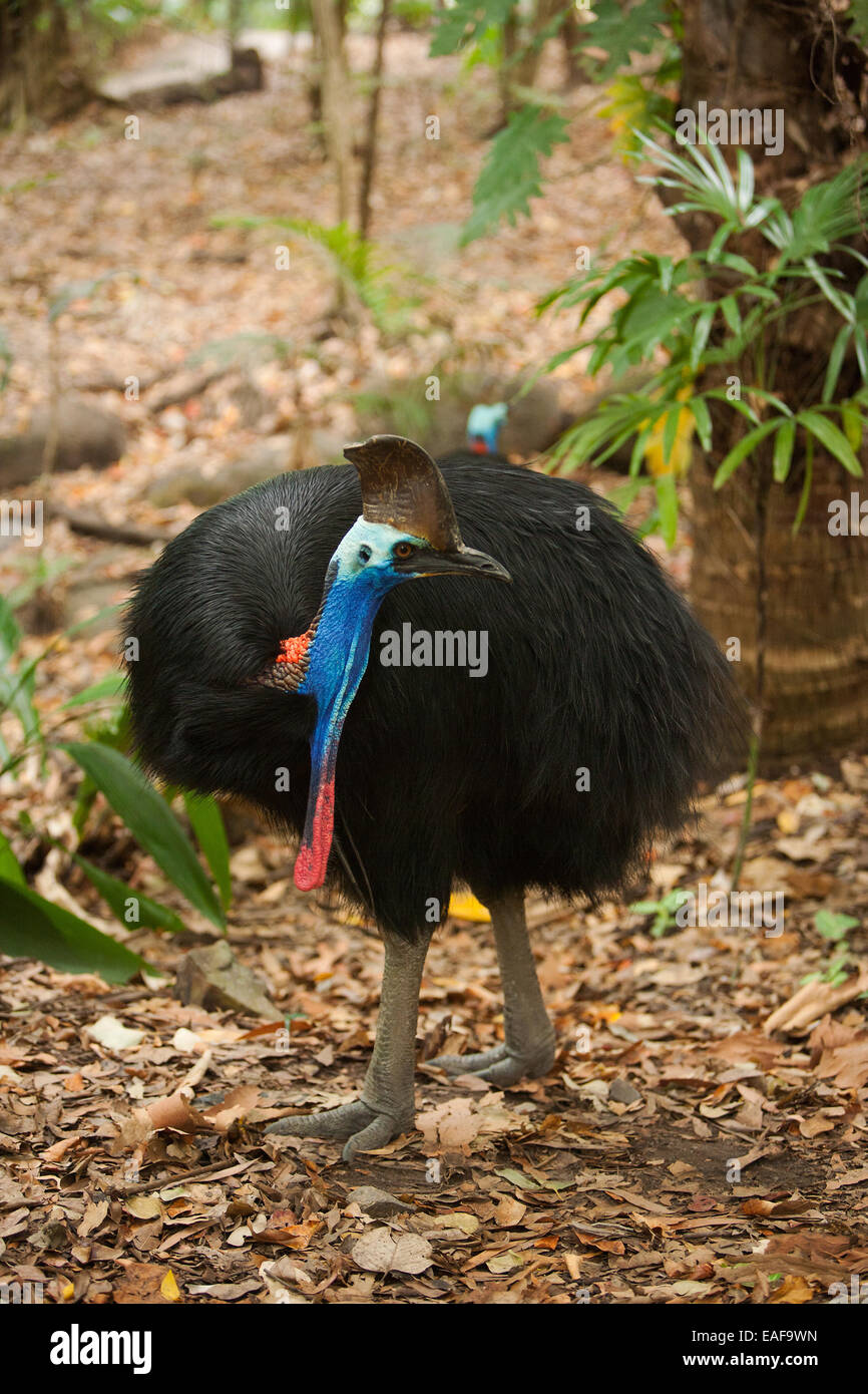 Southern cassowary feathers hi-res stock photography and images - Alamy