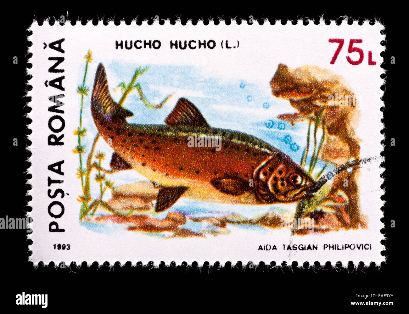 Postage stamp from Romania depicting a huchen or Danube salmon (Hucho ...
