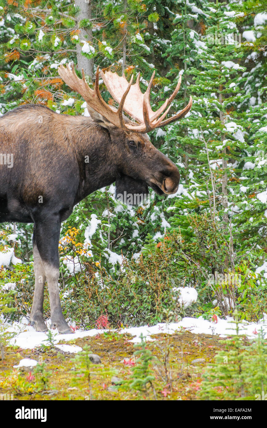 Wild Canadian Bull Moose with Antlers on a parkway roadside in the Snow ...