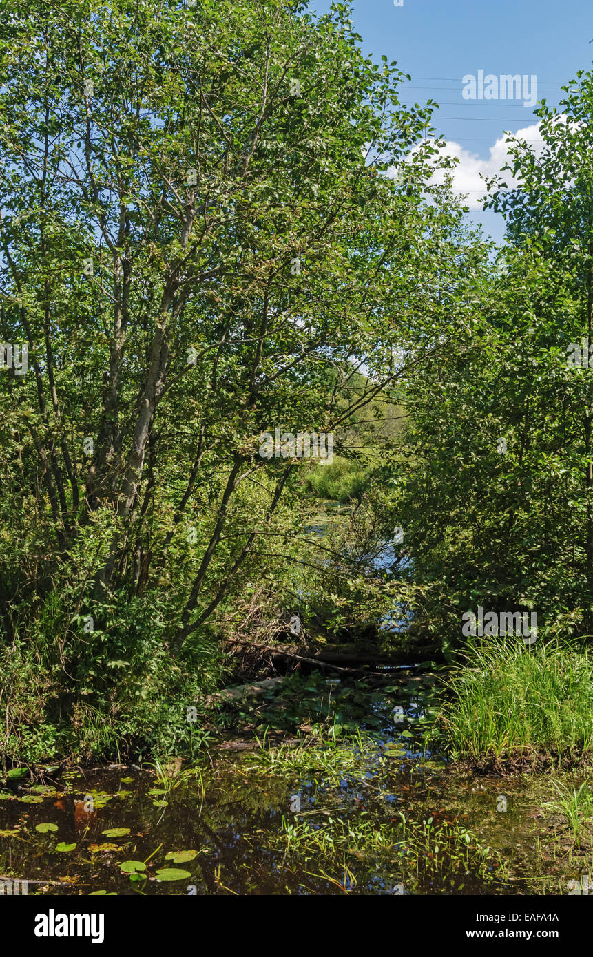 The boggy river in a sunny day Stock Photo - Alamy