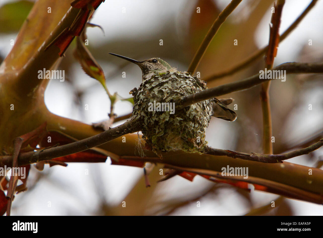 Baby hummingbird in nest hi-res stock photography and images - Alamy