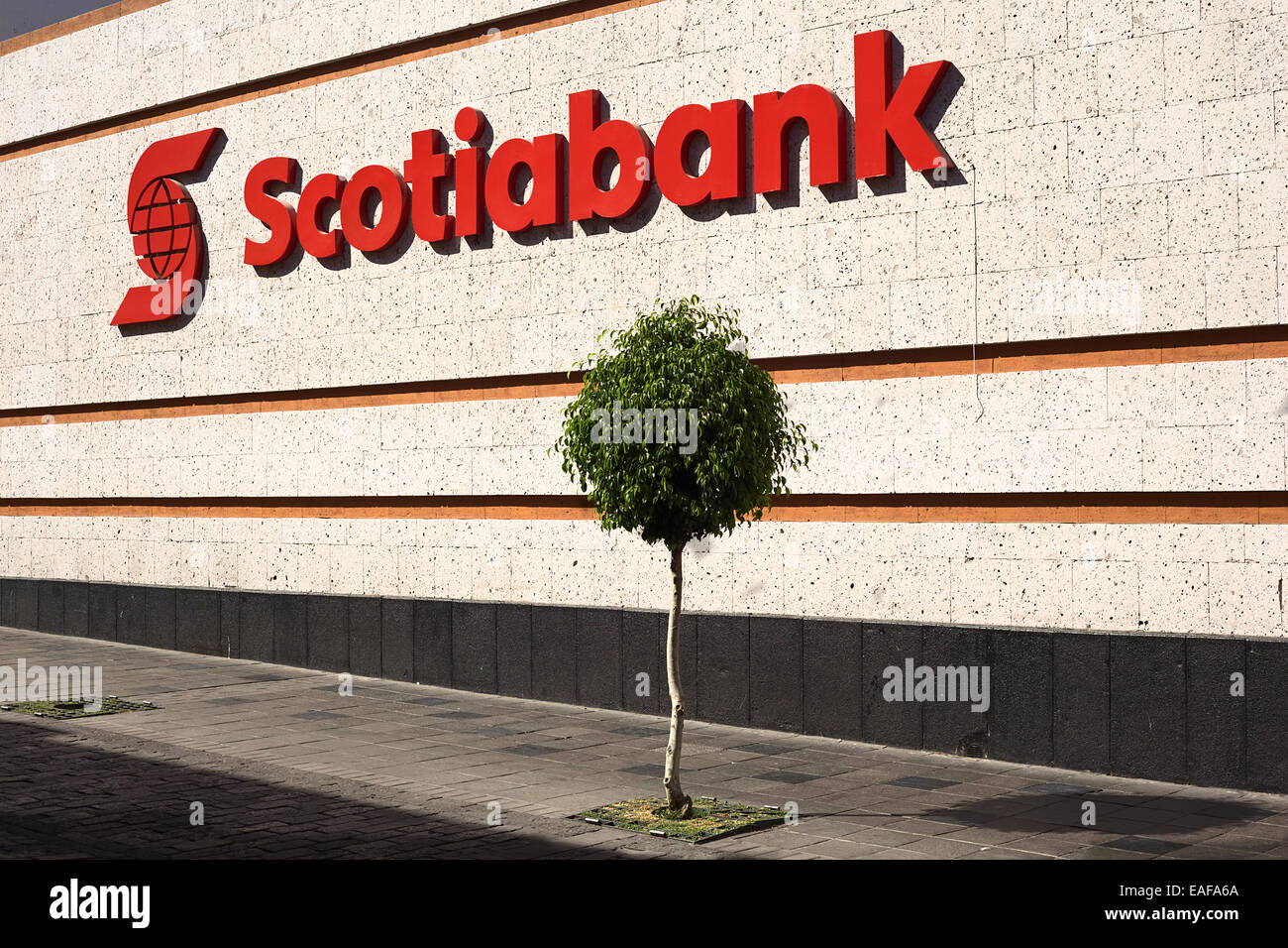 Scotiabank sign on wall and a small tree in front in the Mercaderes ...