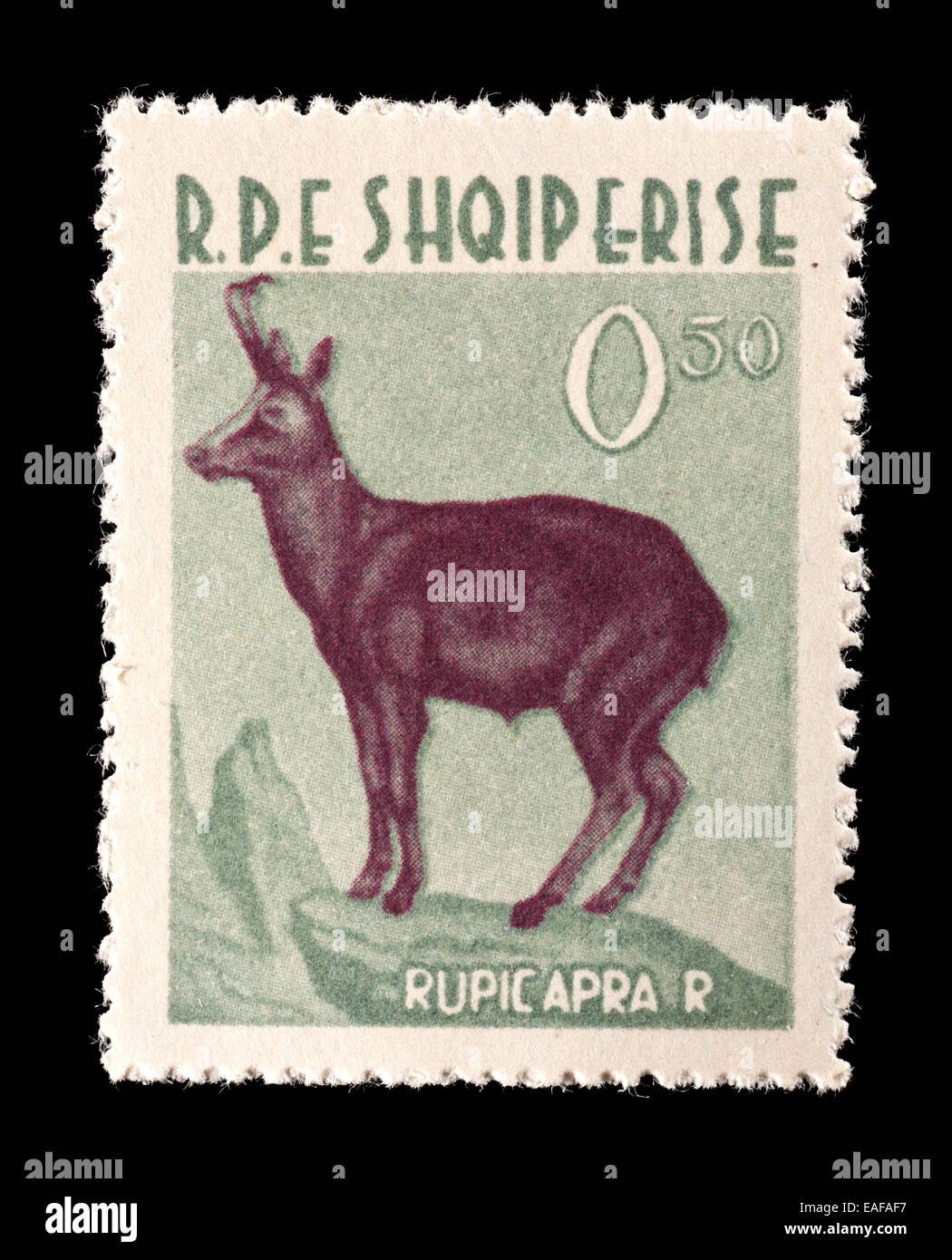 Postage stamp from Albania depicting a chamois (Rupic apra Stock Photo ...