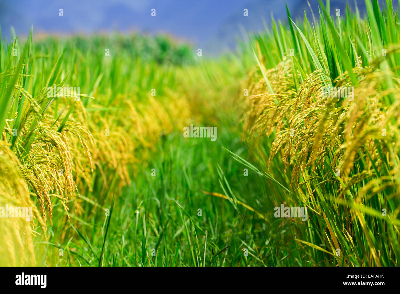 rice field only nature day light nobody Stock Photo - Alamy