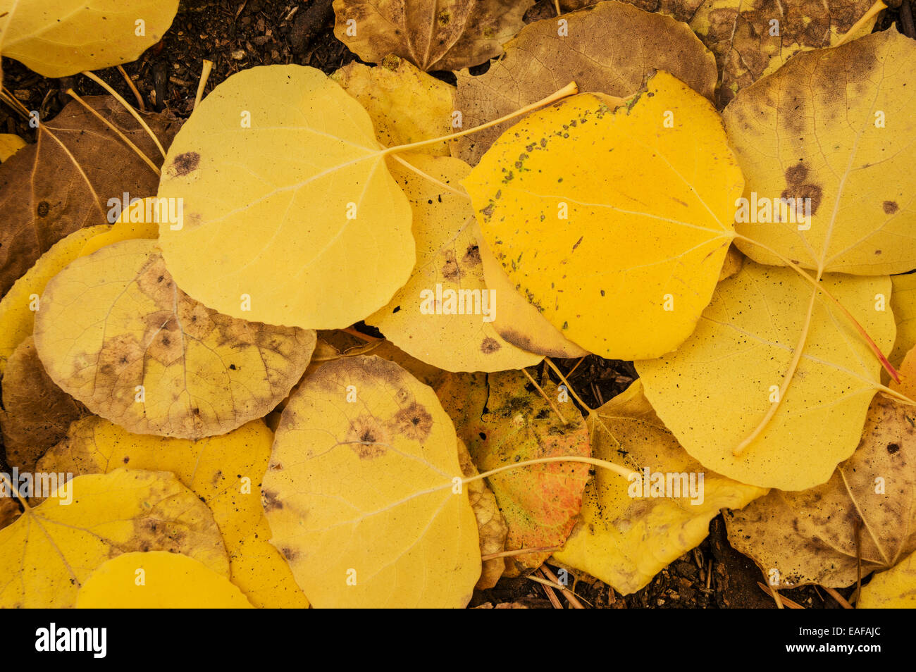close up image of yellow aspen leaves on the ground Stock Photo - Alamy