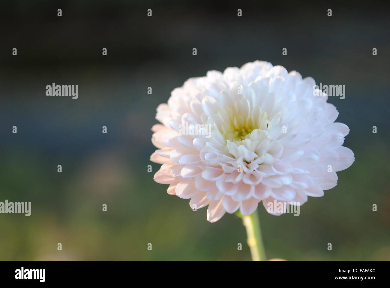 White flower pedals hi-res stock photography and images - Alamy