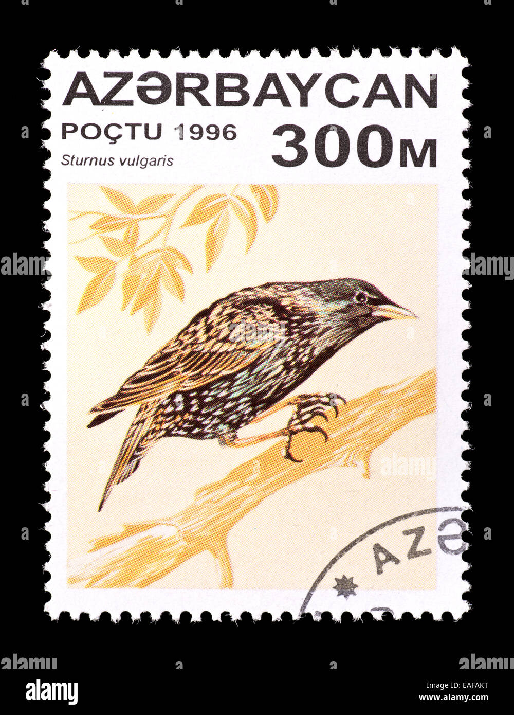 Postage stamp from Azerbaijan depicting common starling (Sturnus ...