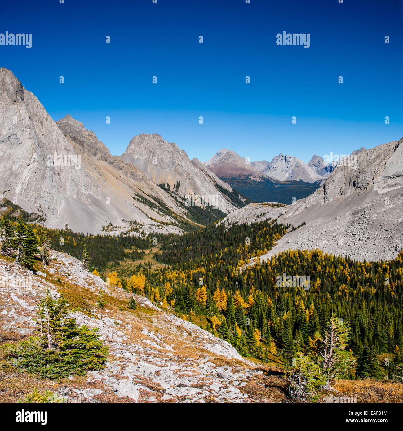 Scenic Landscapes of a high mountain valley and golden Larch Trees ...