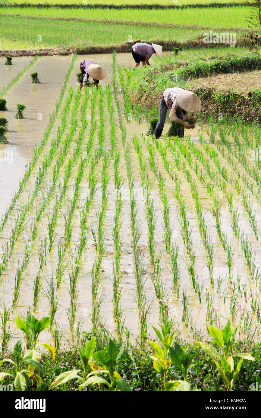 Vietnam Farmer transplant rice seedlings on the plot field Stock Photo ...