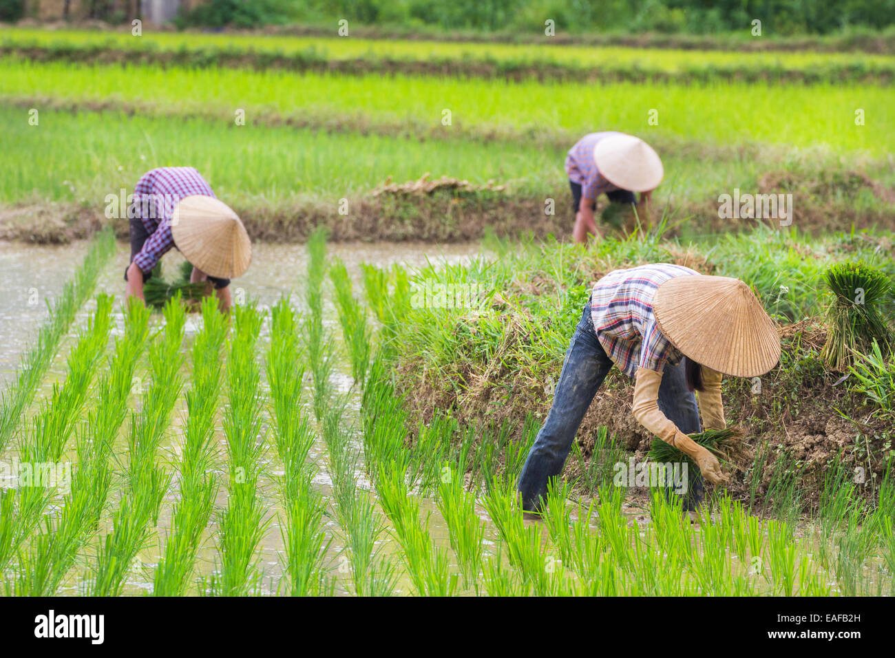 Transplant Rice High Resolution Stock Photography and Images - Alamy