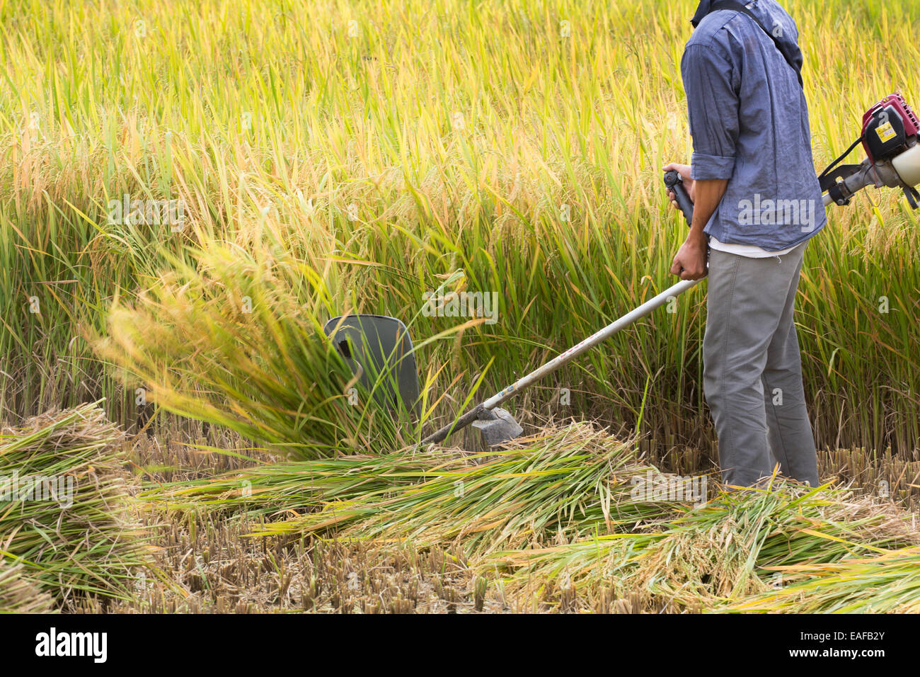 Rice cutting machine hi-res stock photography and images - Alamy