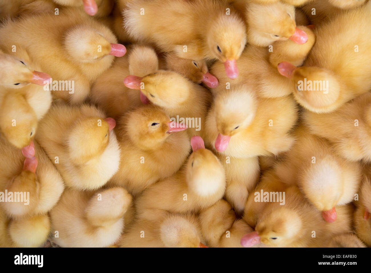 Farm Ducklings